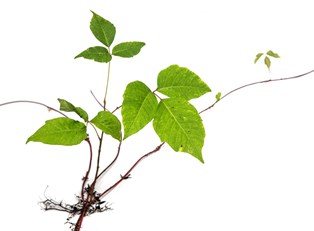 Deathly Itchy: Understanding Systemic Poison Ivy