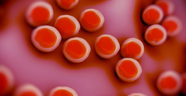 What is a Staph Infection?